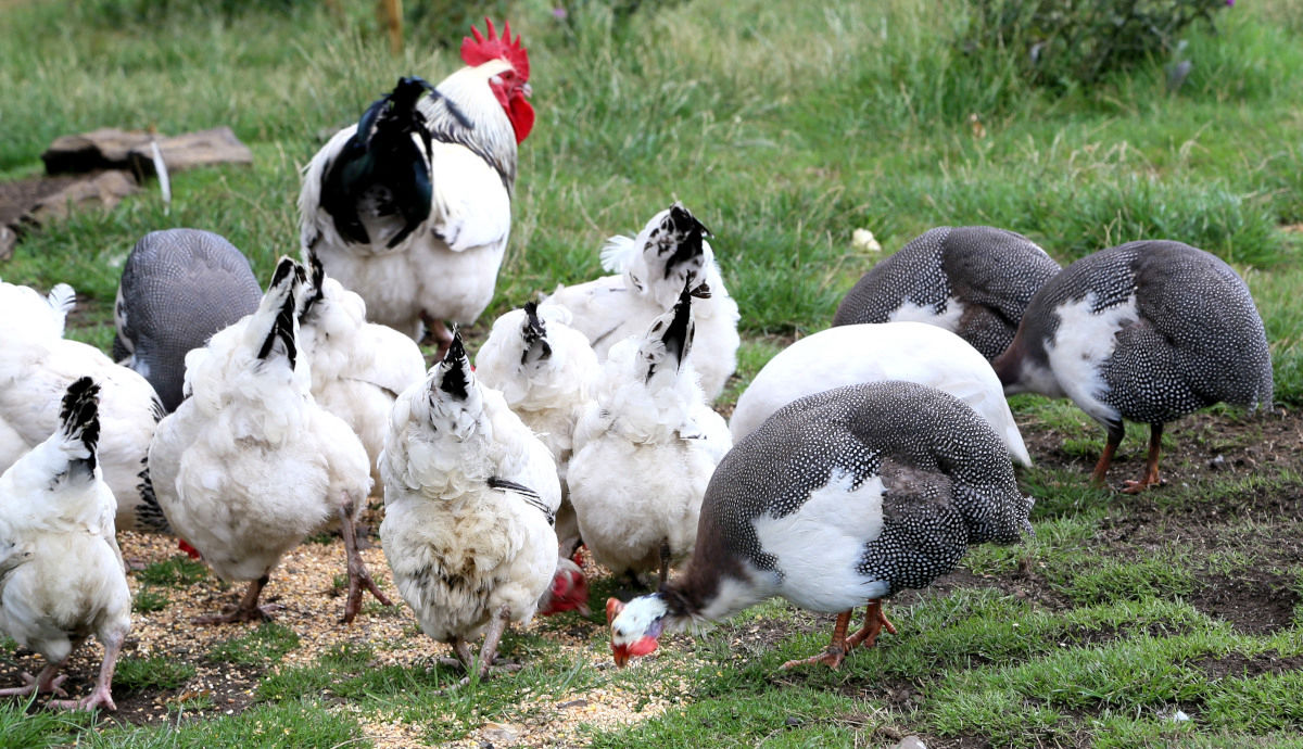 The versatility and benefits of dual purpose chickens - Bresse Gauloise