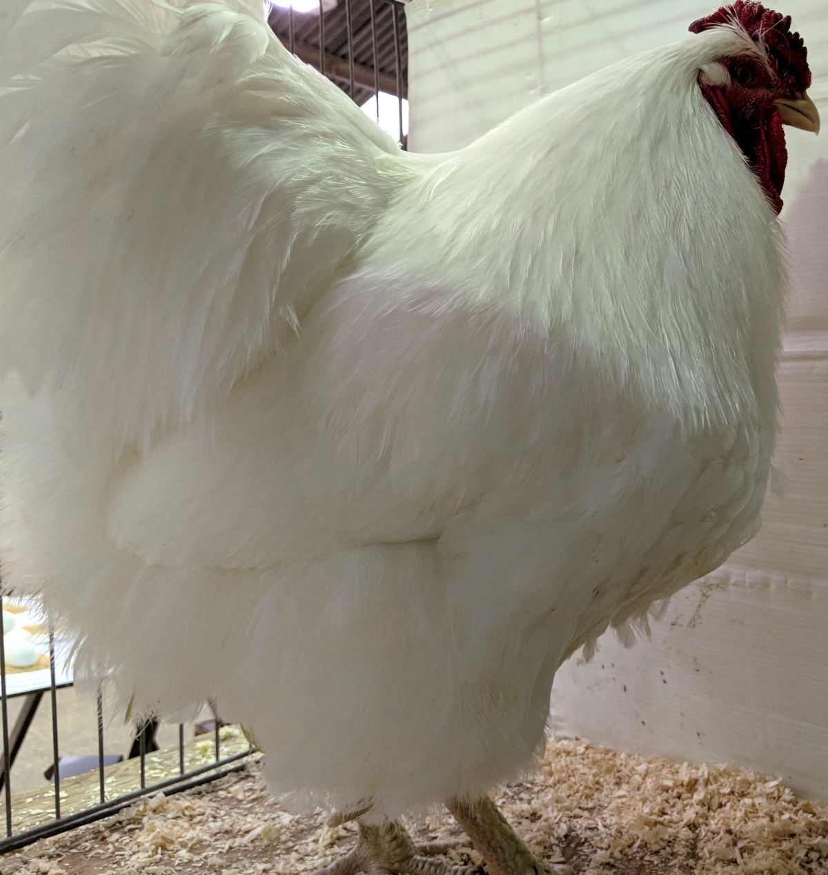 The versatility and benefits of dual purpose chickens - Bresse Gauloise
