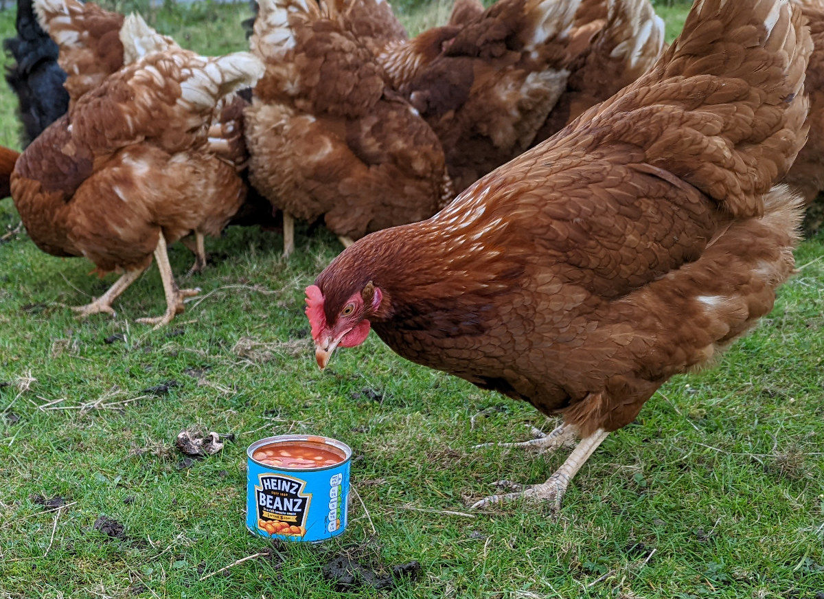 Feeding broiler chickens. Which feeds to use and how long to use them ...