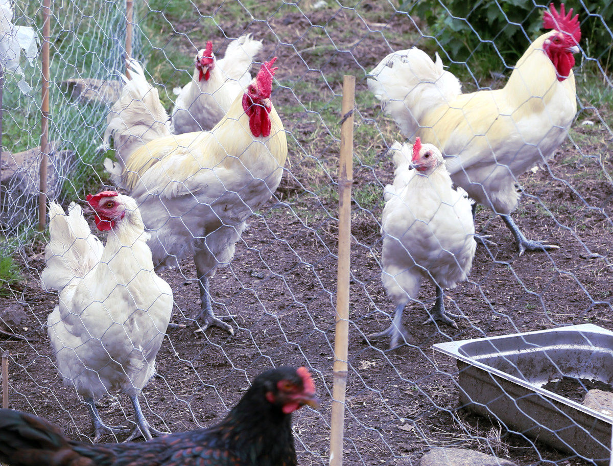 What do La Bresse Gauloise chickens look like? With close up images ...