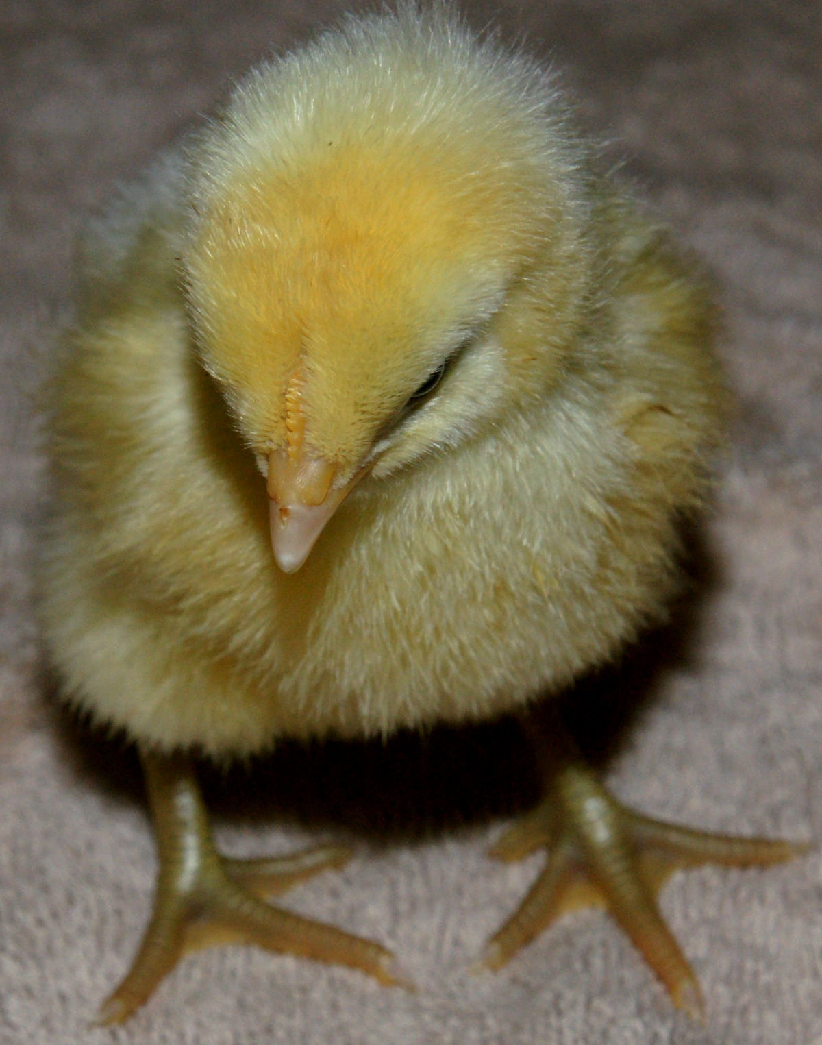 What do La Bresse Gauloise chickens look like? With close up images ...